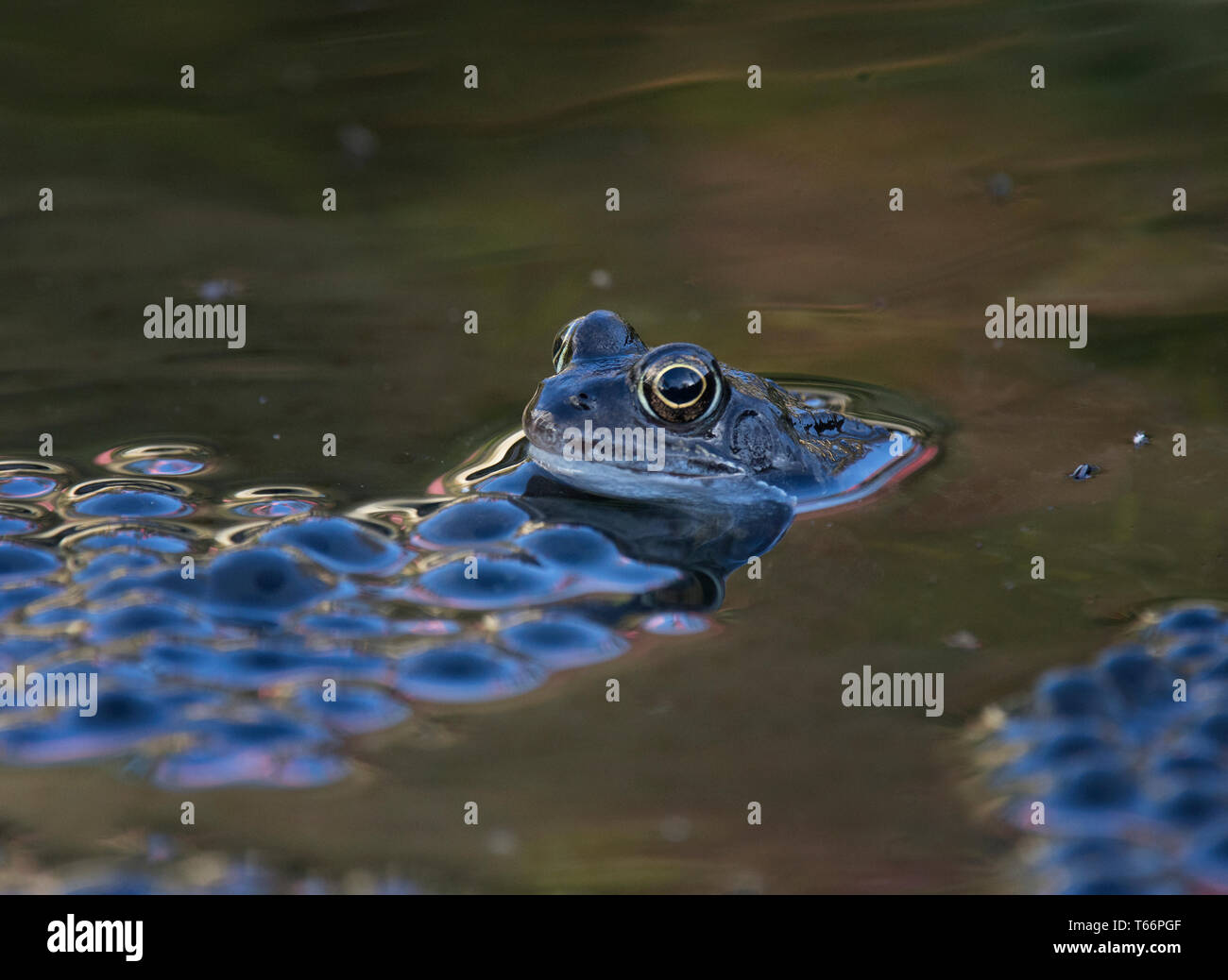 Surrounded by frogspawn hi-res stock photography and images - Alamy