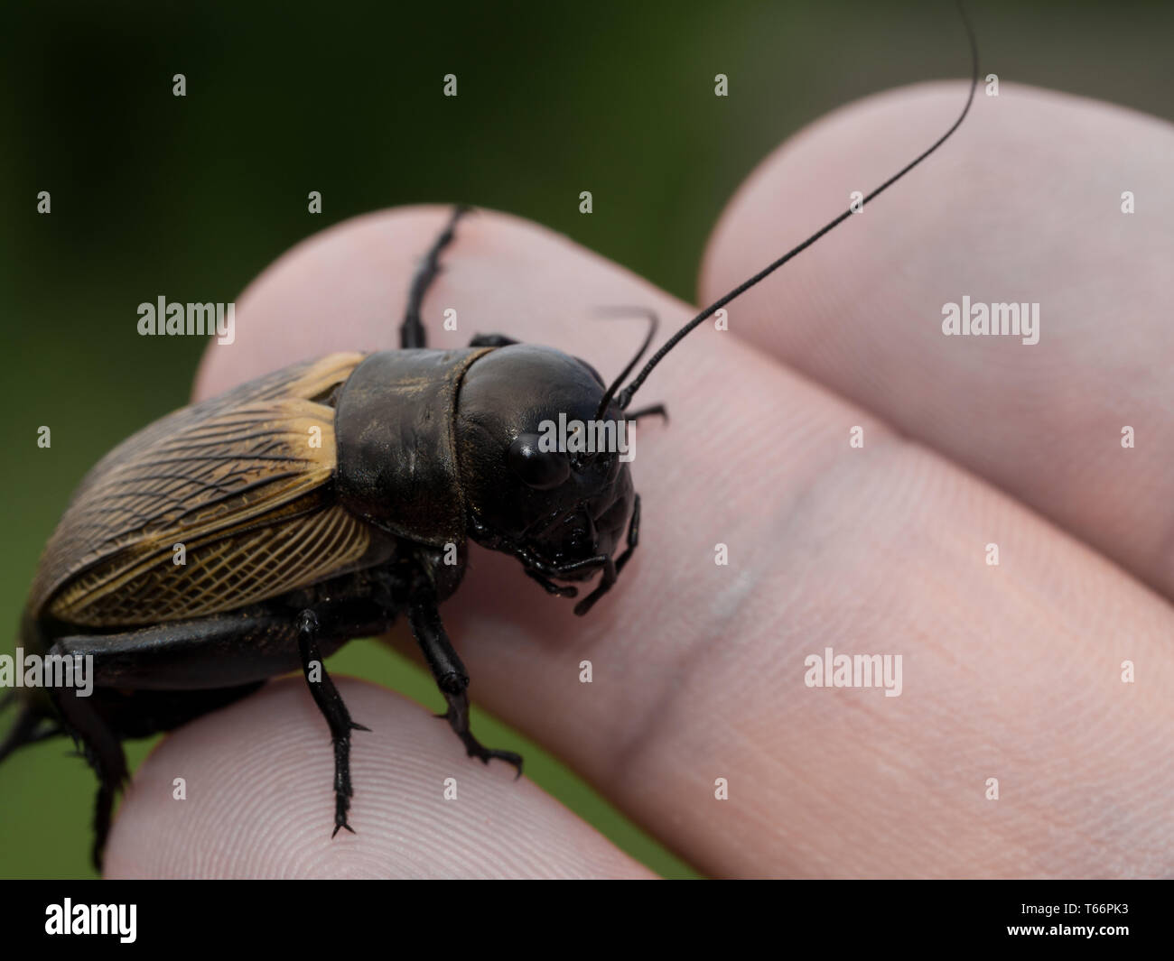 Cricket on human hand Stock Photo - Alamy