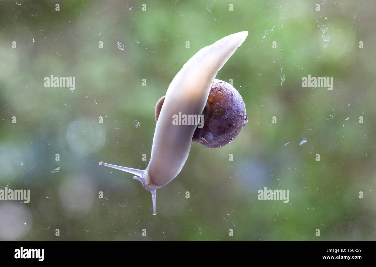 Common garden snail underside view - Ditry glass window - Selective ...