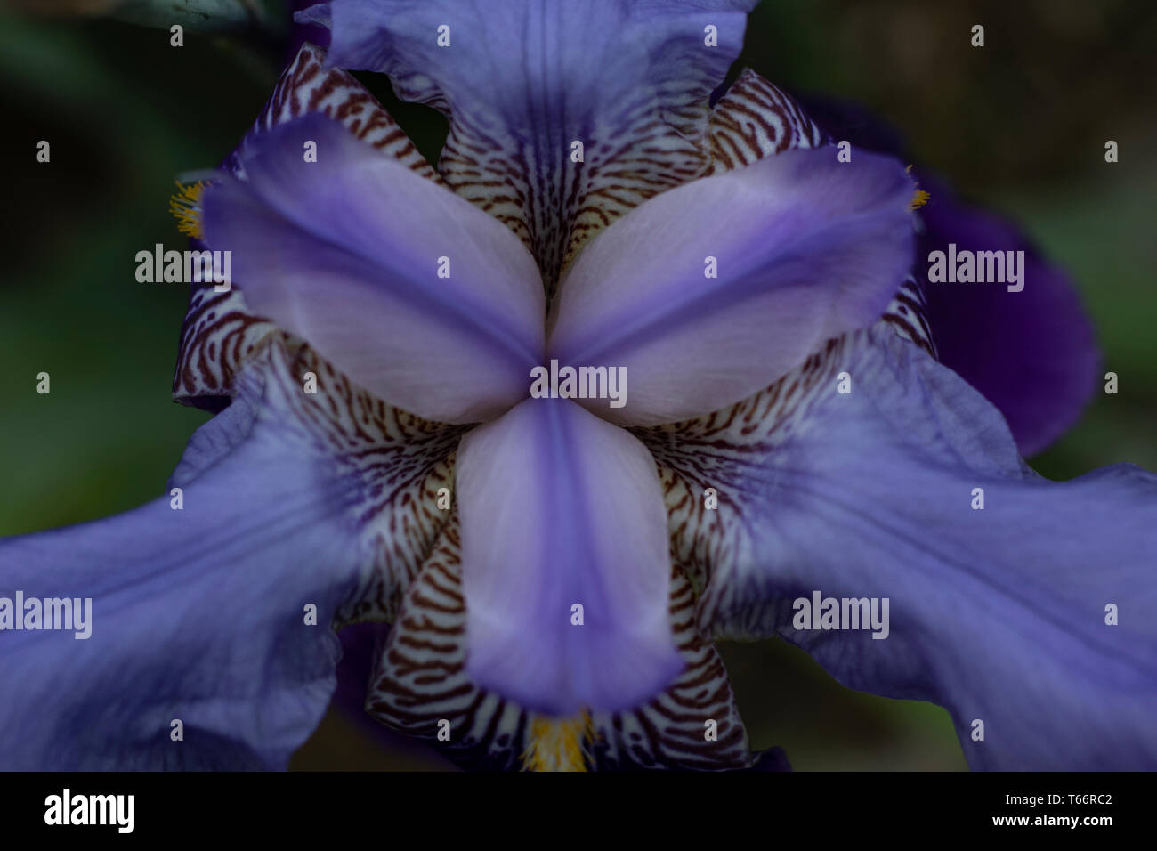 Focus on the flower hi-res stock photography and images - Alamy