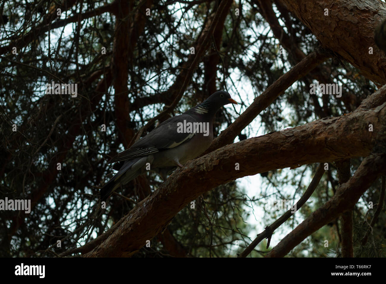 Bird on a tree branch posing for a picture Stock Photo - Alamy