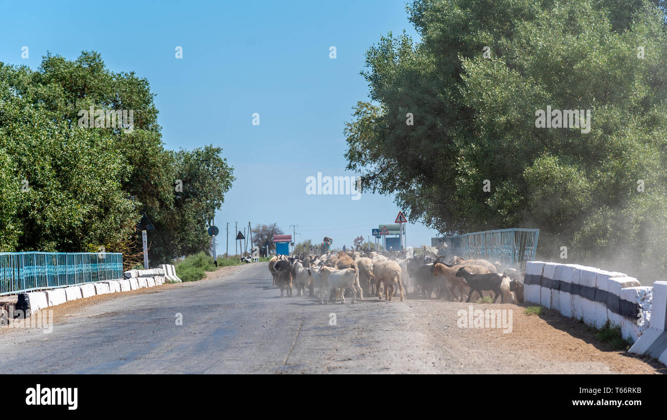 Goats walking on a Road in Uzbekistan Stock Photo - Alamy