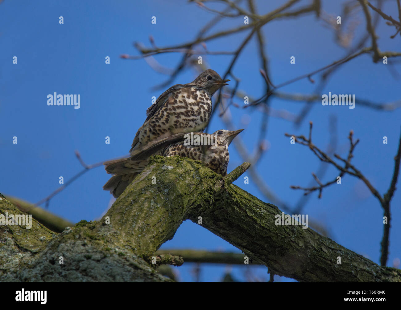 Mating in tree hi-res stock photography and images - Alamy