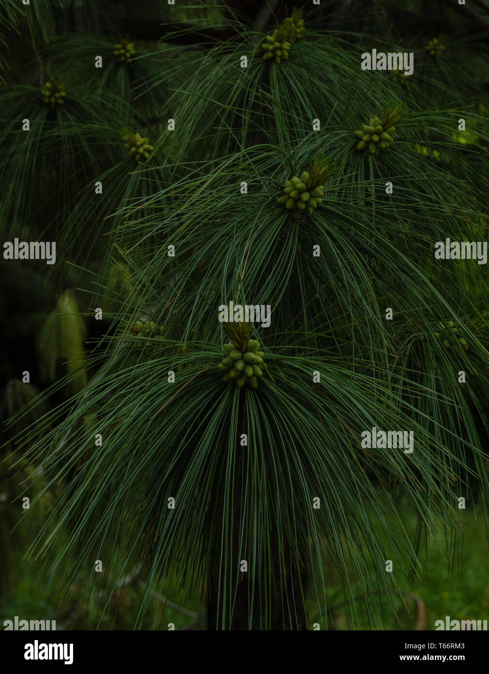 Tree branch forming a pettern Stock Photo - Alamy