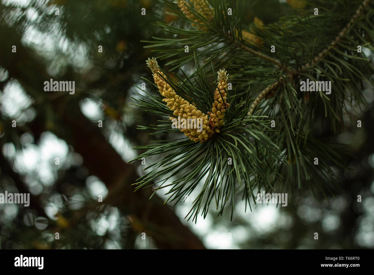 Growing focus hi-res stock photography and images - Alamy