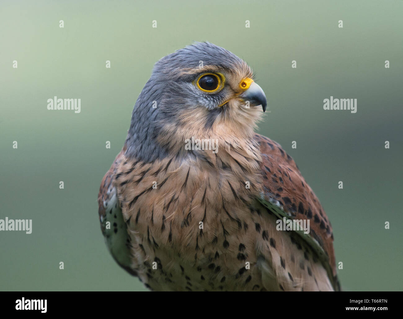 close up, portrait of Merlin, Falco columbarius, male, against soft ...