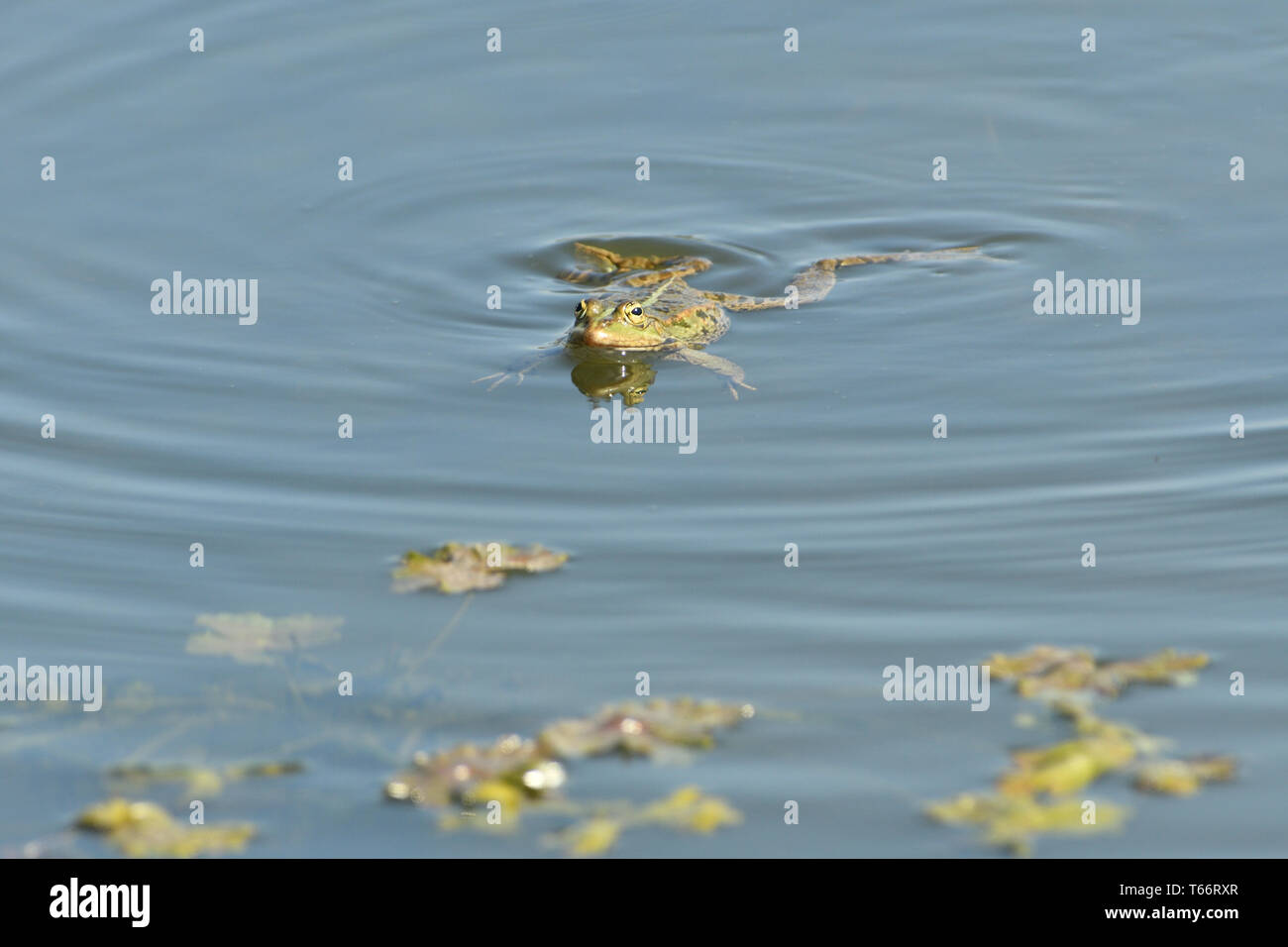 frog floating on pond surface close up detail Stock Photo - Alamy