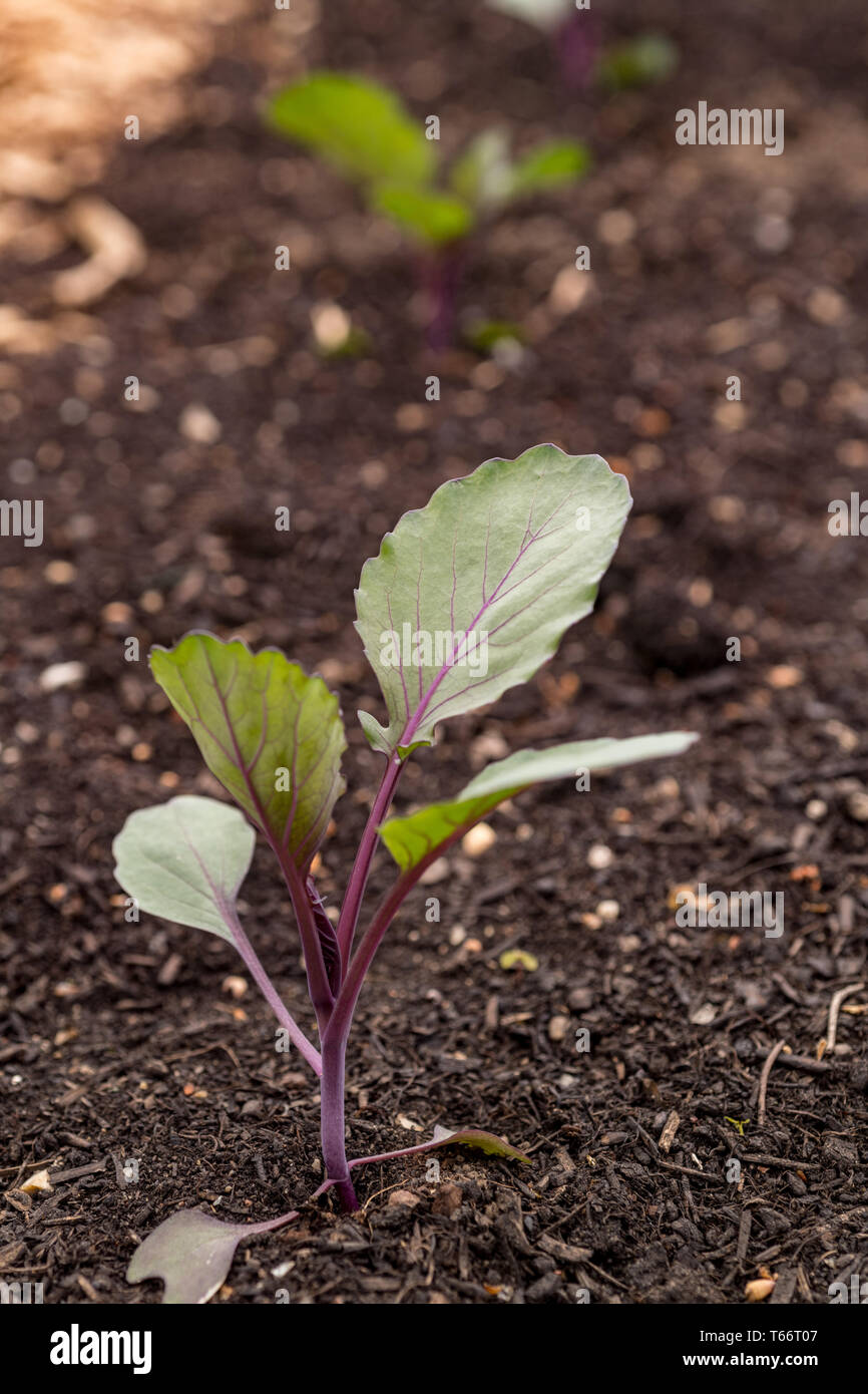 Baby and cabbage hi-res stock photography and images - Alamy