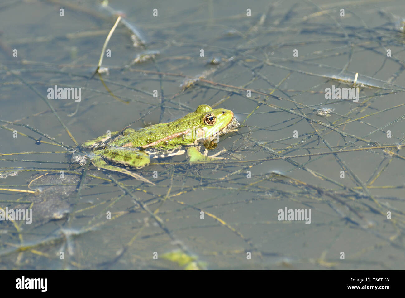frog floating on pond surface close up detail Stock Photo - Alamy