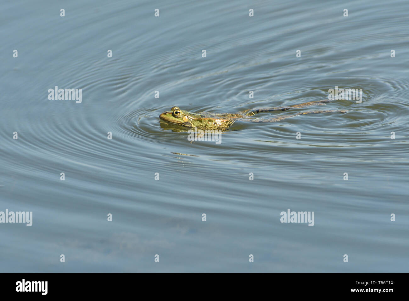 frog floating on pond surface close up detail Stock Photo - Alamy