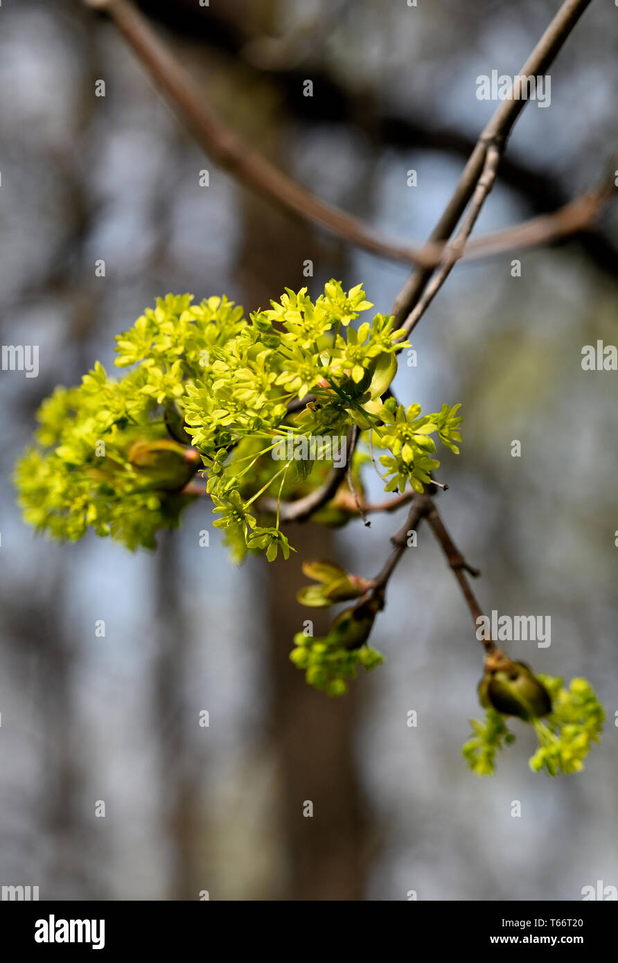 Breaking the tree branch hi-res stock photography and images - Alamy