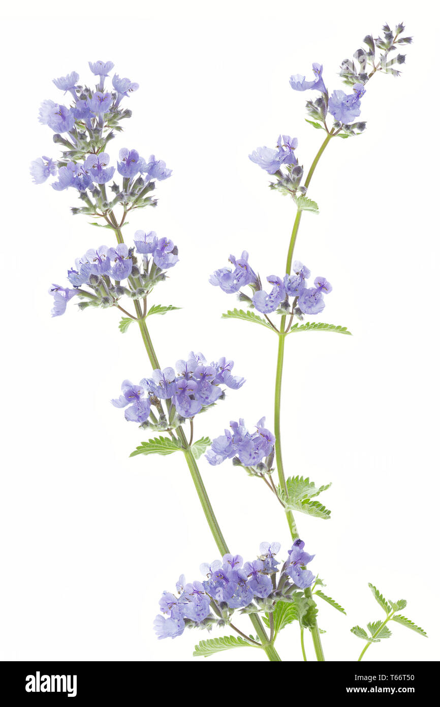 Pink catmint hi-res stock photography and images - Alamy