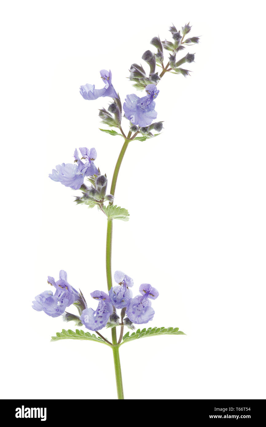 Ornamental catmint Cut Out Stock Images & Pictures - Alamy