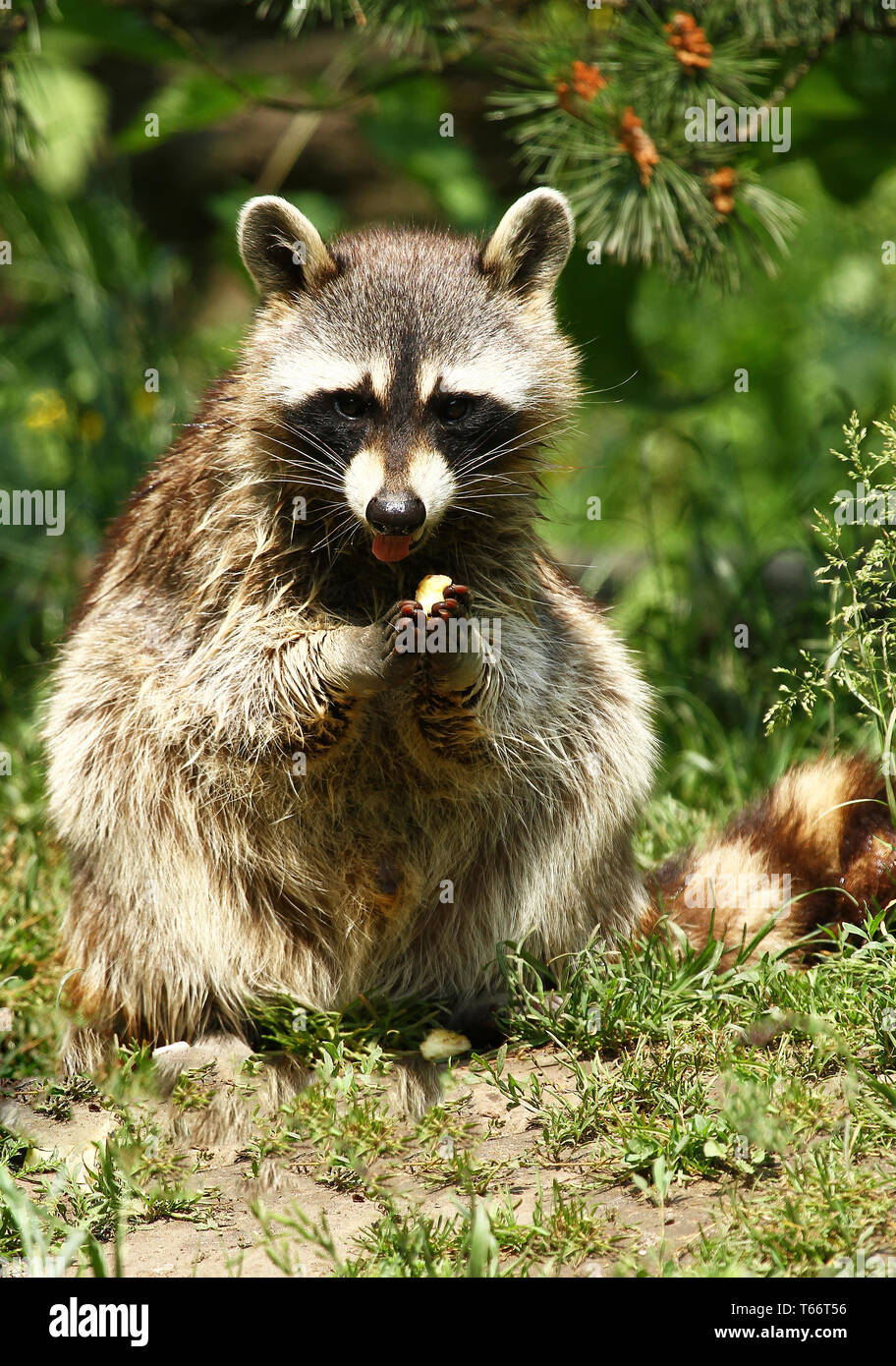 European racoon hi-res stock photography and images - Alamy