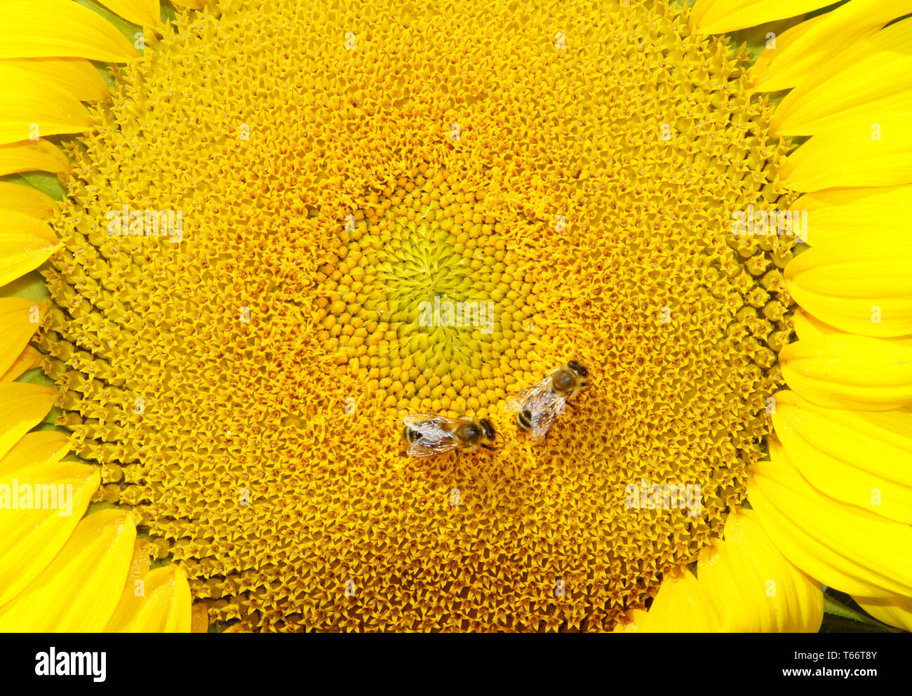 Wellness teamwork hi-res stock photography and images - Alamy