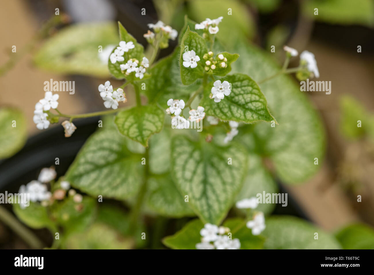 Brunnera mr morse Stock Photo - Alamy