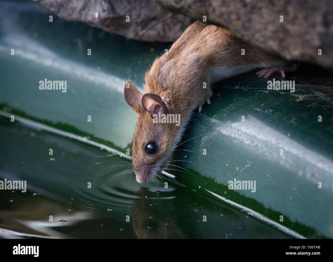 Wood Mouse, Apodemus sylvaticus, taking a drink in garden pond ...