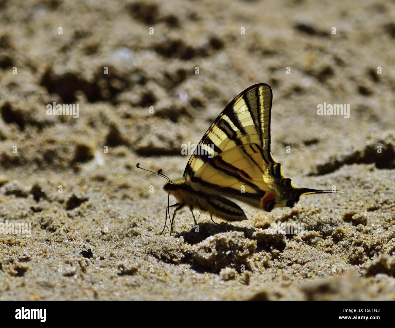 Scarce swallowtail - Iphiclides podalirius Stock Photo - Alamy