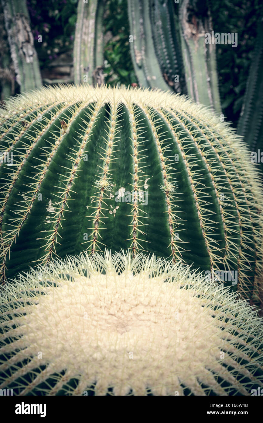 Two cactuses hi-res stock photography and images - Alamy
