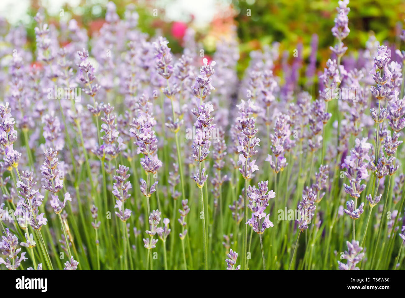 Lavender close up Stock Photo - Alamy