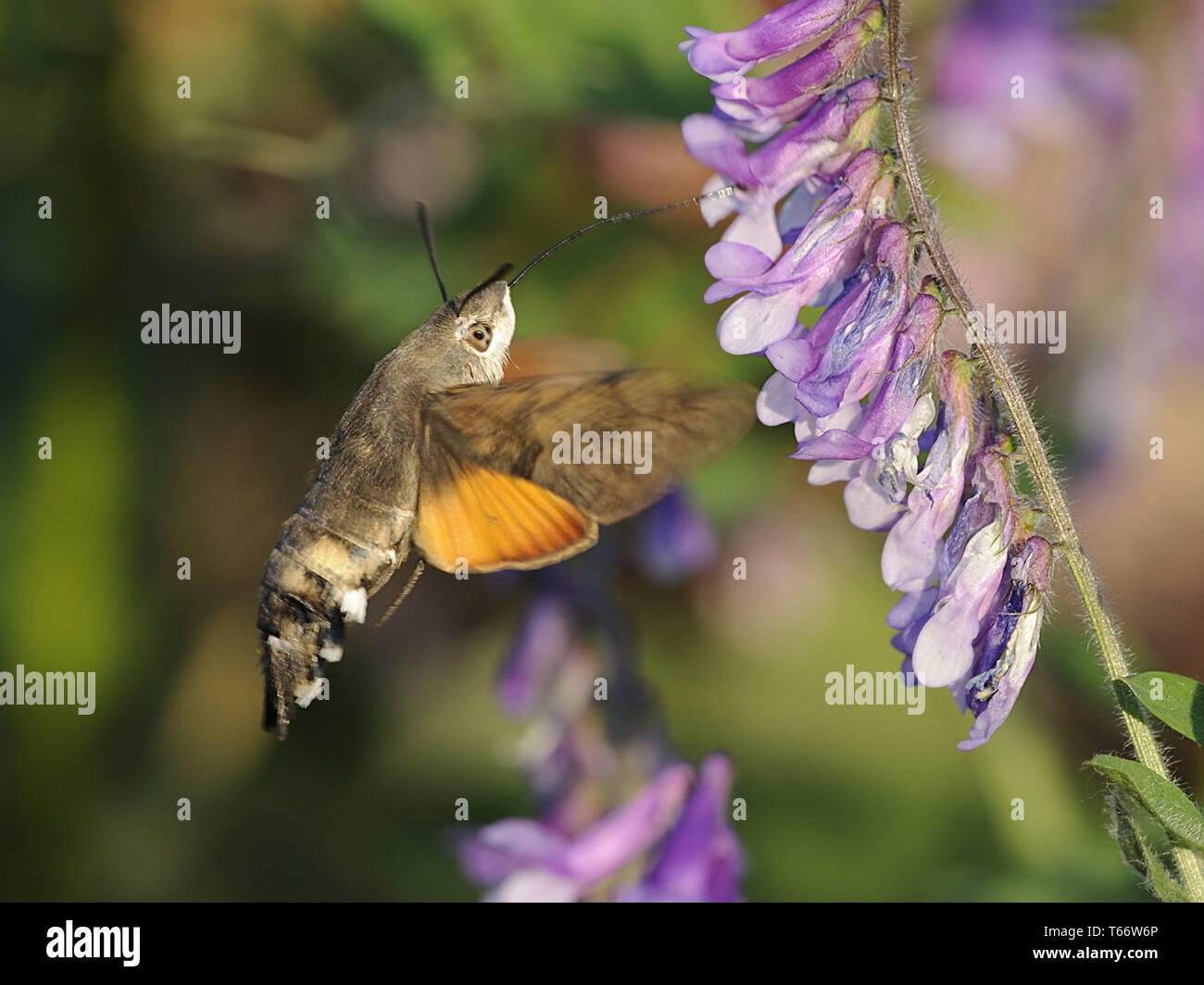 Hummingbird hawkmoth, Macroglossum stellatarum, Germany Stock Photo - Alamy