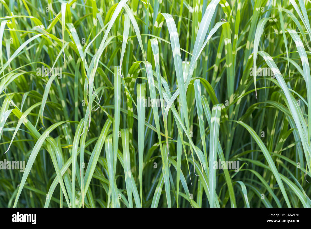 Green reed background hi-res stock photography and images - Alamy