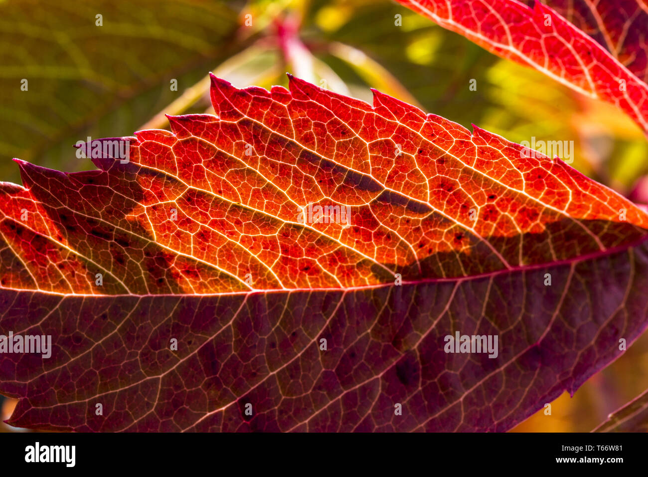 close up of a red leaf with yellow veins Stock Photo - Alamy