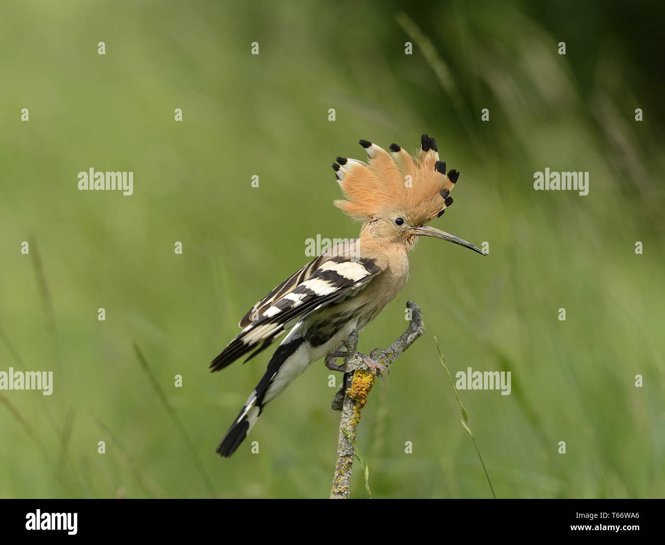 Hoopoe Flight Stock Photos & Hoopoe Flight Stock Images - Alamy