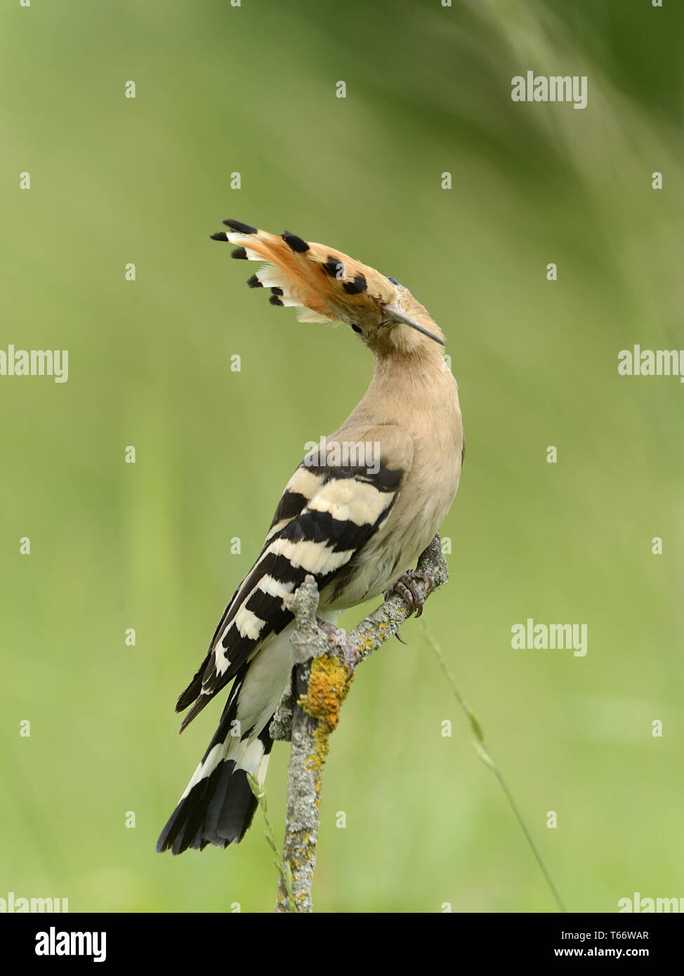 Hoopoe in flight Stock Photo - Alamy