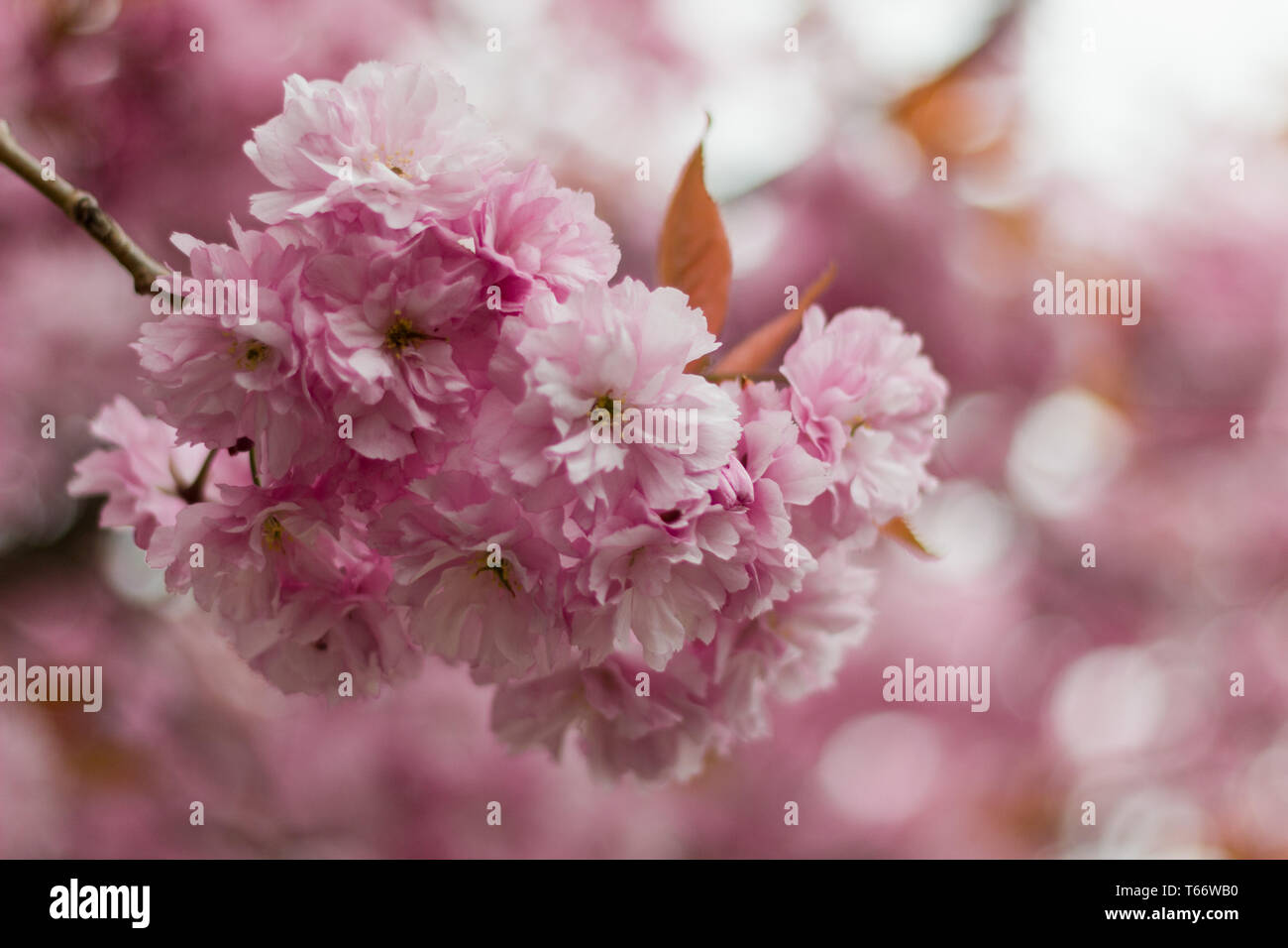 Beautiful spring colour hi-res stock photography and images - Alamy