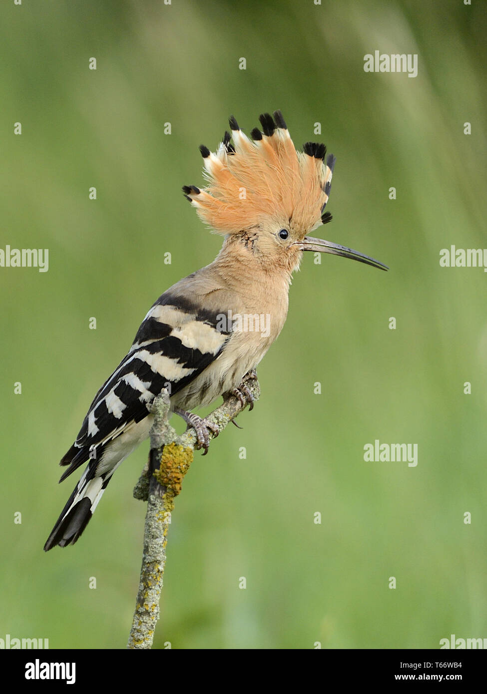 Hoopoe in flight Stock Photo - Alamy
