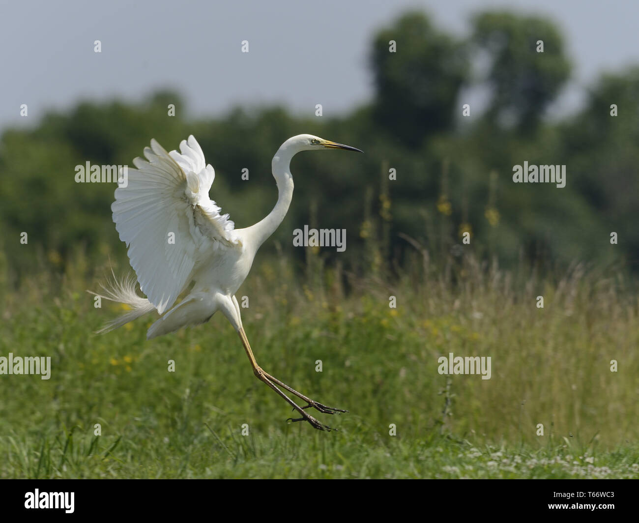 Great egret, Adrea Alba Stock Photo - Alamy