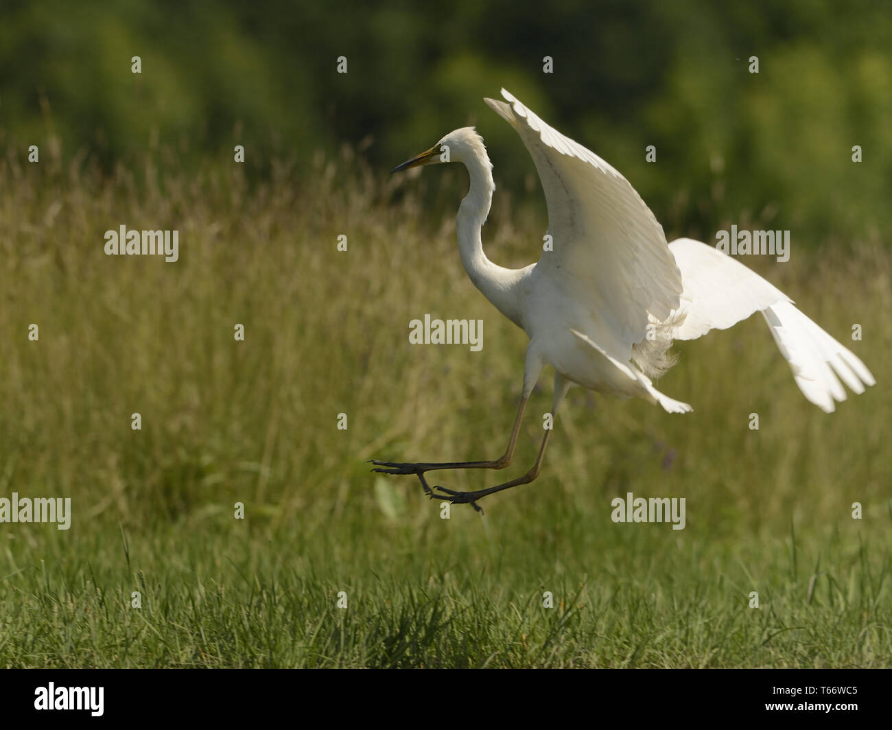 Great egret, Adrea Alba Stock Photo - Alamy