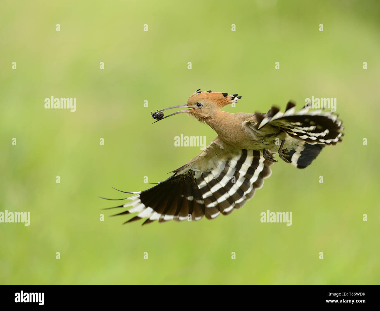 Hoopoe in flight Stock Photo - Alamy