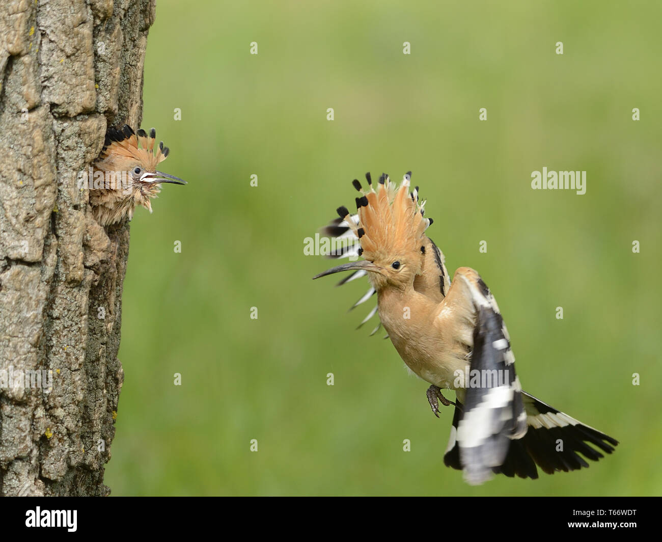 Hoopoe in flight Stock Photo - Alamy
