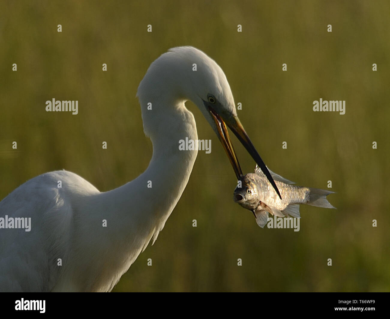 Great egret, Adrea Alba Stock Photo - Alamy