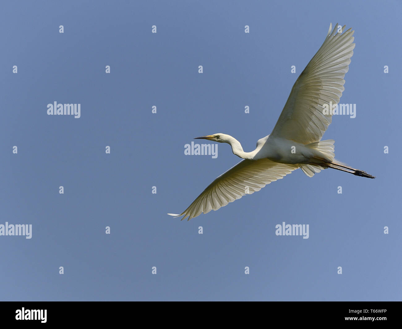 Great egret, Adrea Alba Stock Photo - Alamy