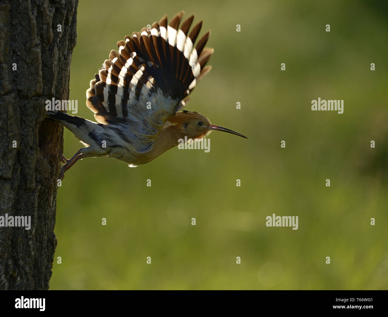 Eurasion hoopoe hi-res stock photography and images - Alamy