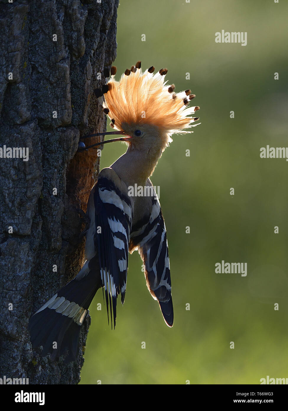 Eurasion hoopoe hi-res stock photography and images - Alamy