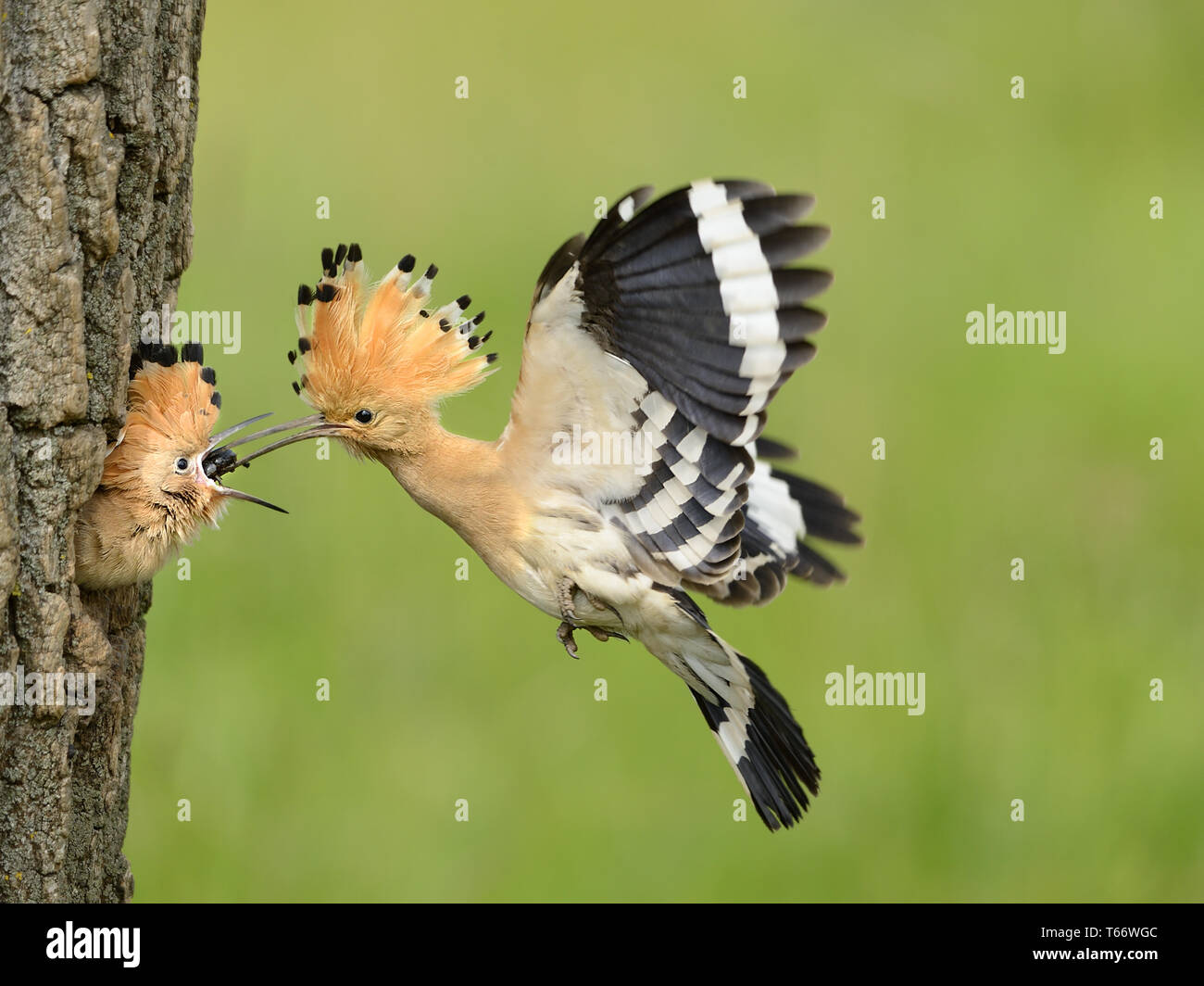 Hoopoe in flight Stock Photo - Alamy