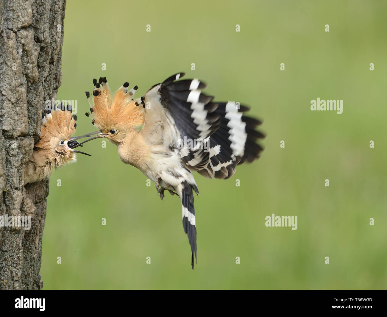 Hoopoe eurasion hi-res stock photography and images - Alamy