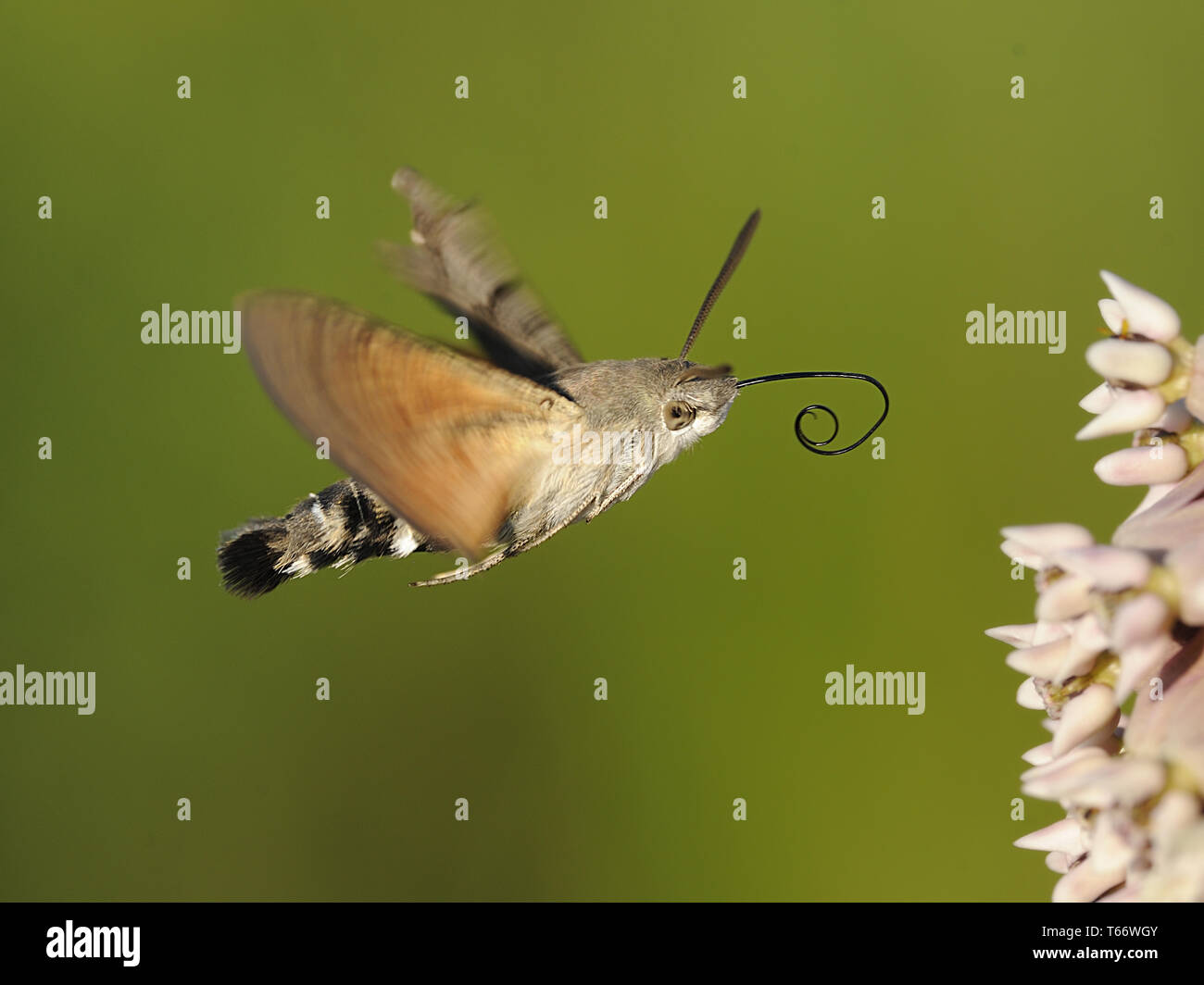 Hummingbird hawkmoth, Macroglossum stellatarum, Germany Stock Photo - Alamy