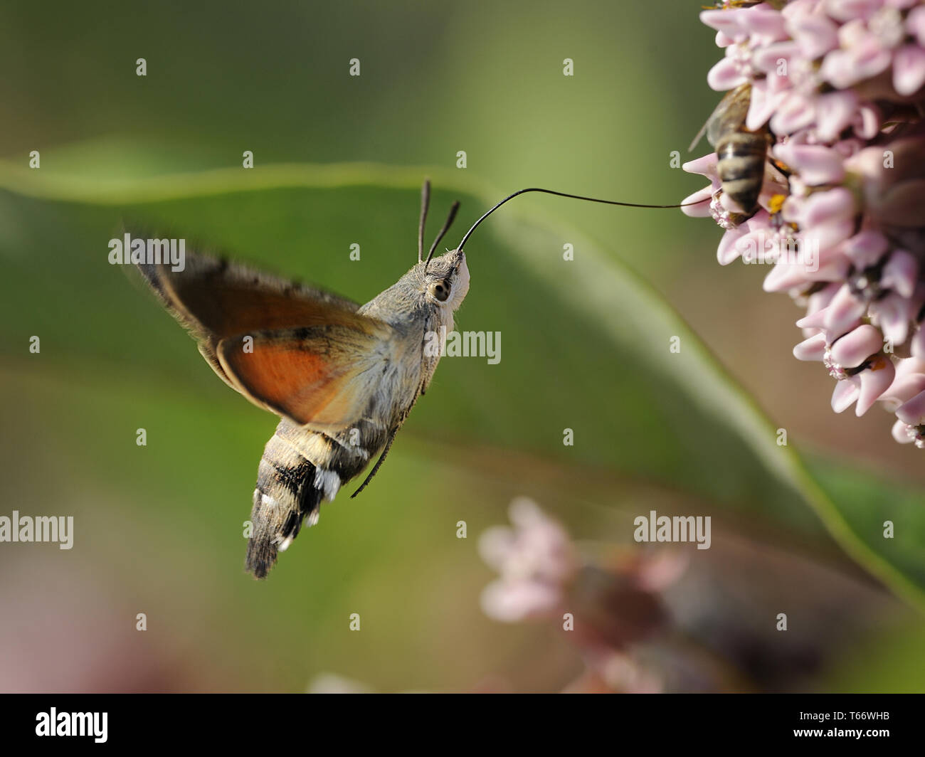 Hummingbird hawkmoth, Macroglossum stellatarum, Germany Stock Photo - Alamy