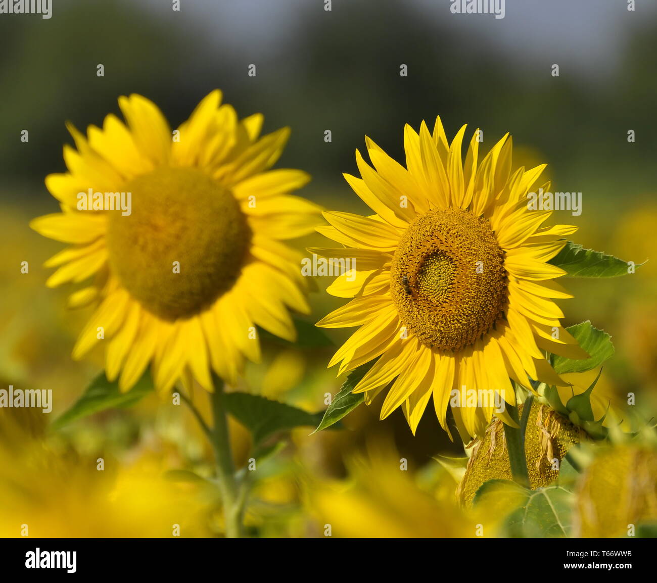 Indian sunflowers hi-res stock photography and images - Alamy
