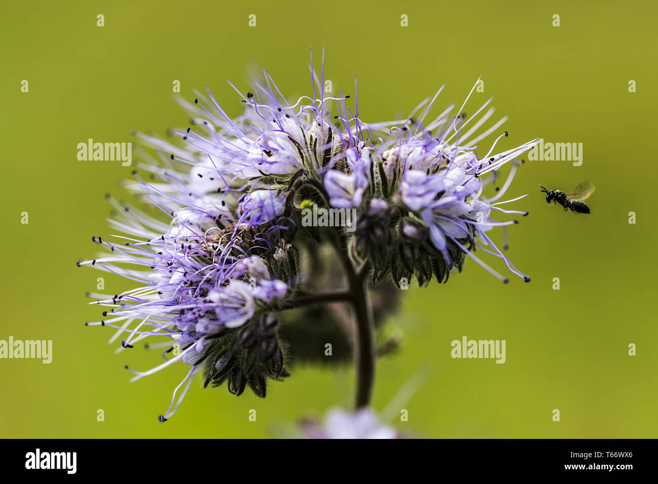 Insect up close hi-res stock photography and images - Alamy