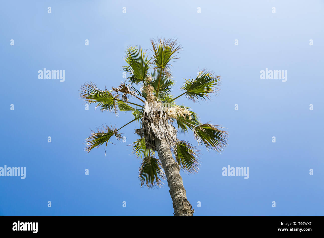 Palm tree sub tropical hi-res stock photography and images - Alamy