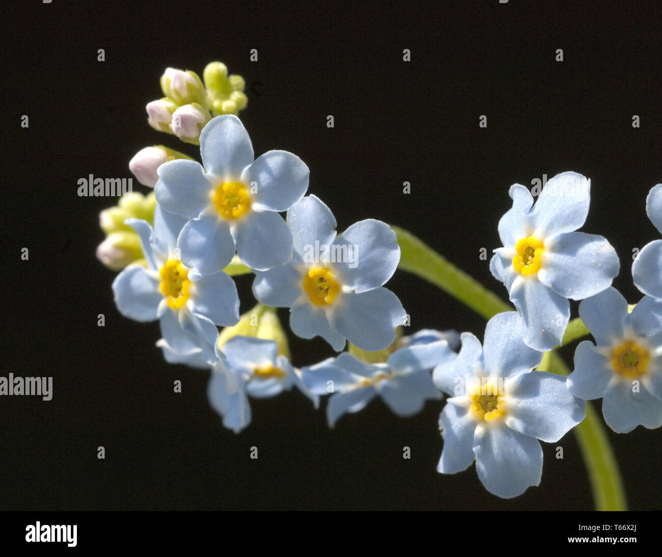 water forget-me-not, Myosotis scorpioides, Myosotis palustris Stock ...