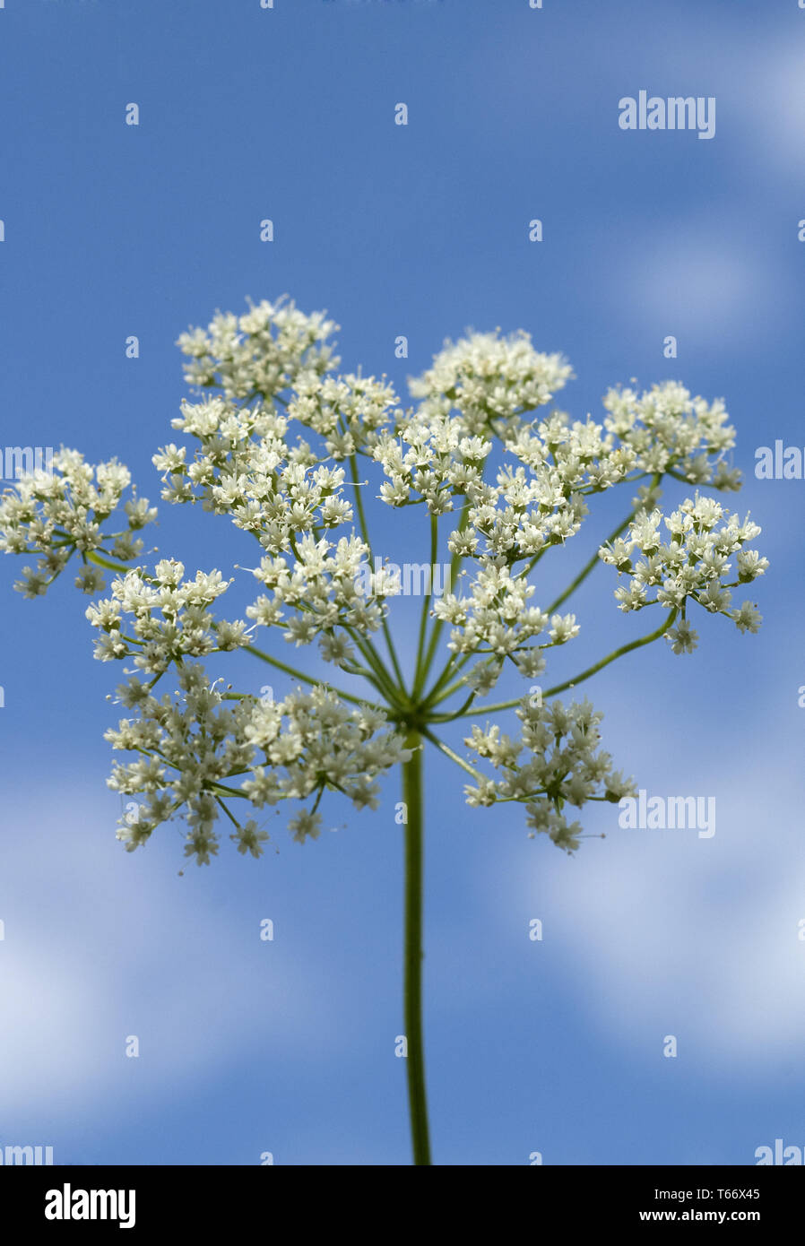 anise [Pimpinella anisum] Stock Photo - Alamy