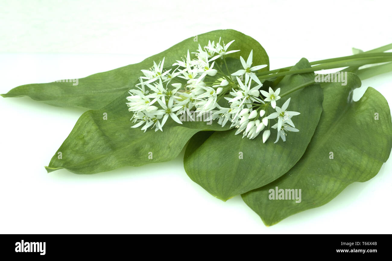 Ramson tea hi-res stock photography and images - Alamy