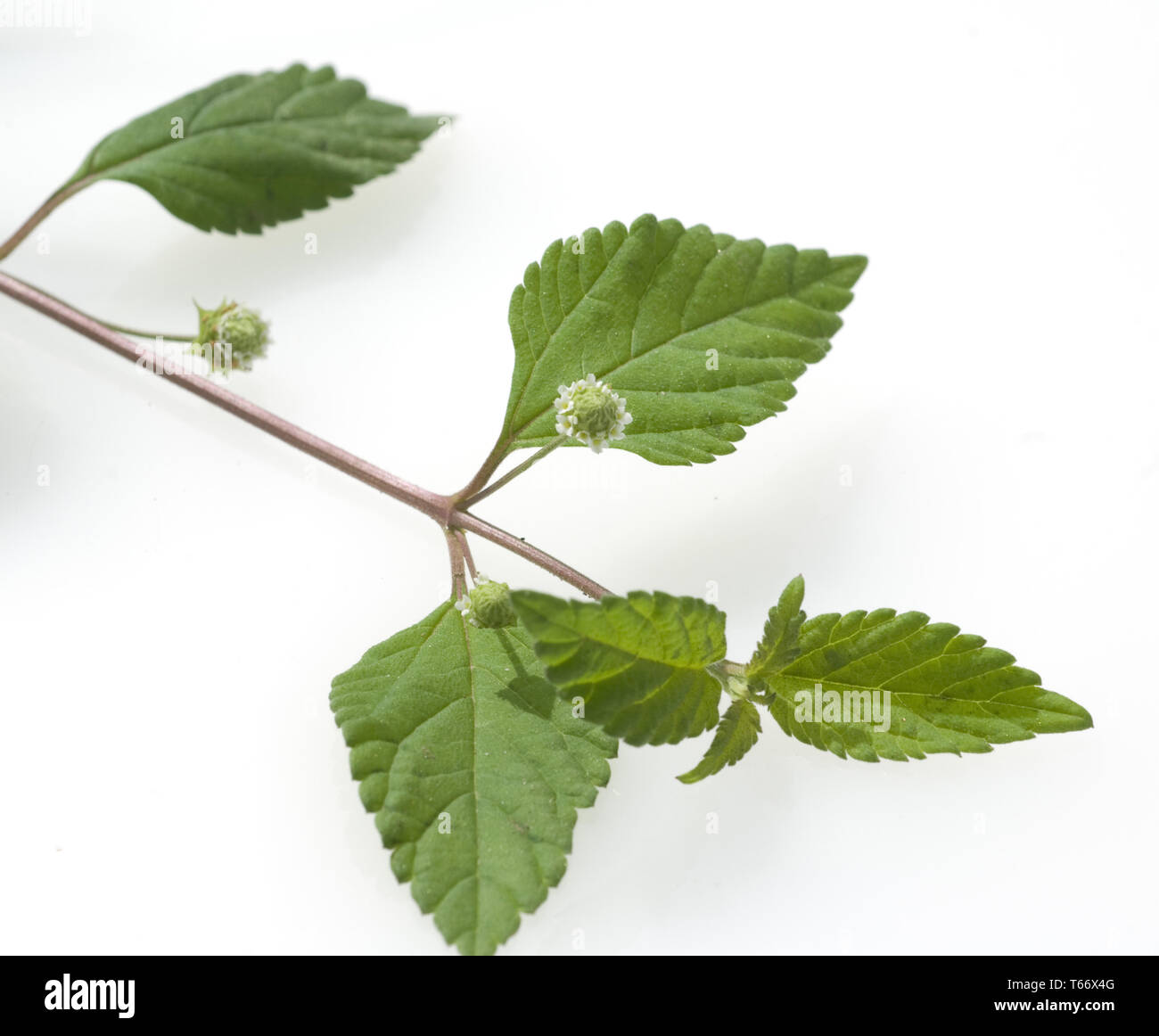Aztec sweet herb, bushy lippia, Lippia dulcis, honeyherb [Lippia dulcis ...